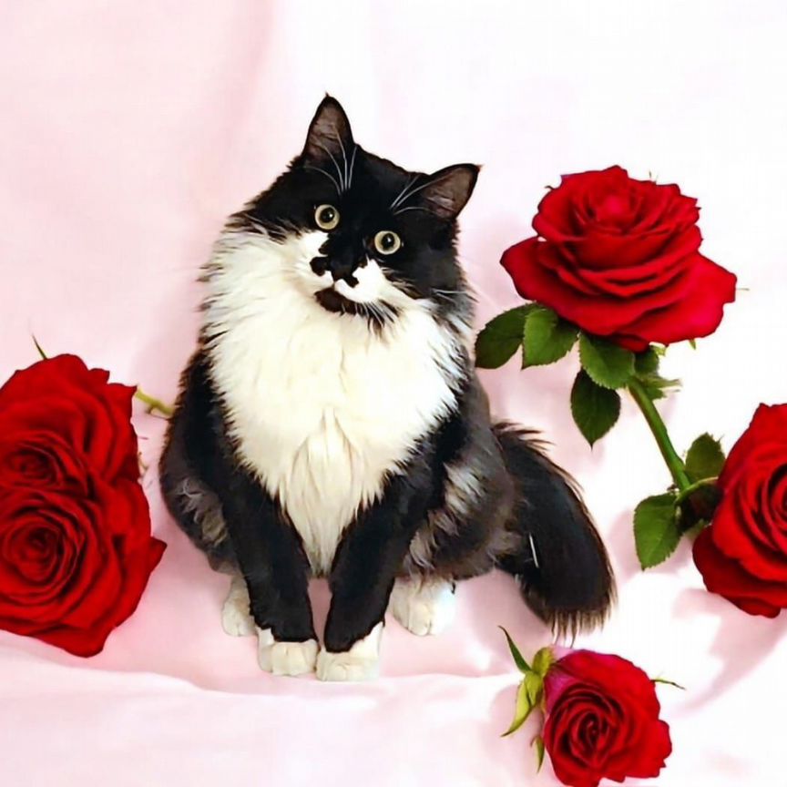 Котик