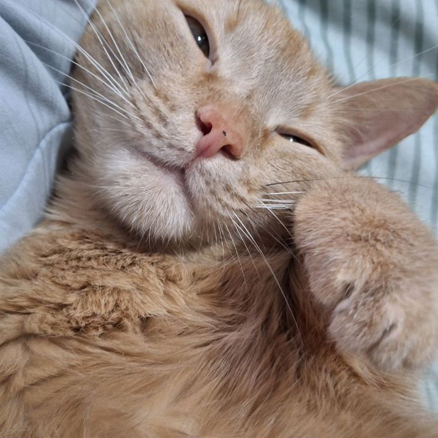 Взрослая, Девочка кошка в добрые руки