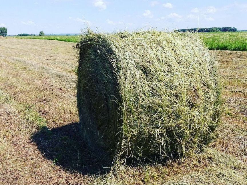 Сено в рулонах