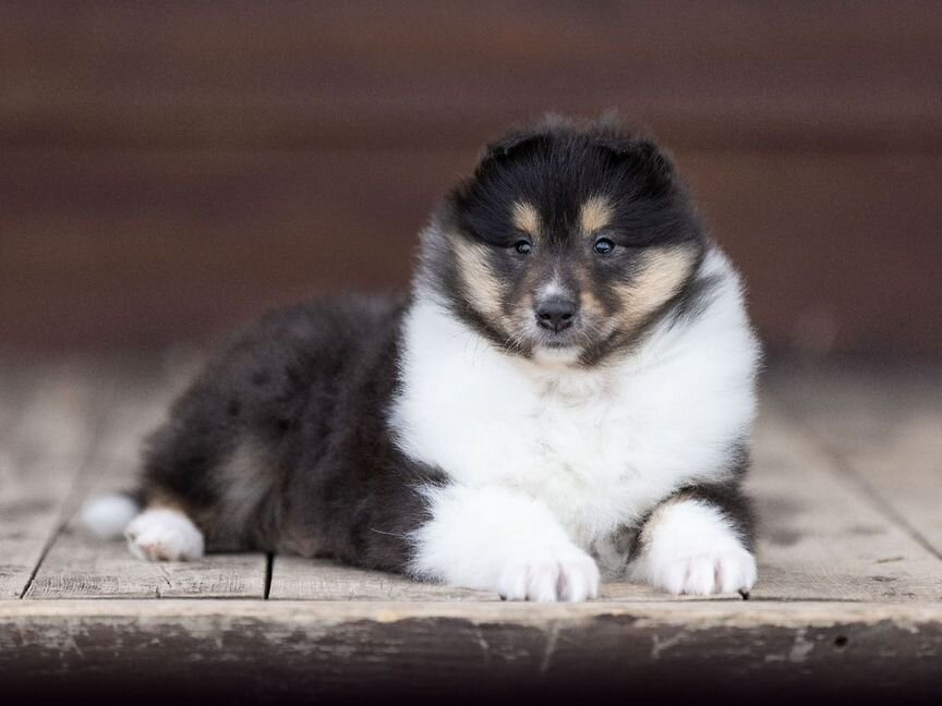 Девочка колли