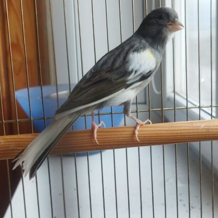 Кенарь поющий