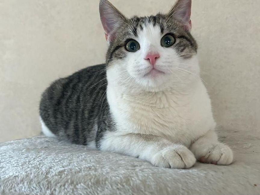 Котик ищет дом