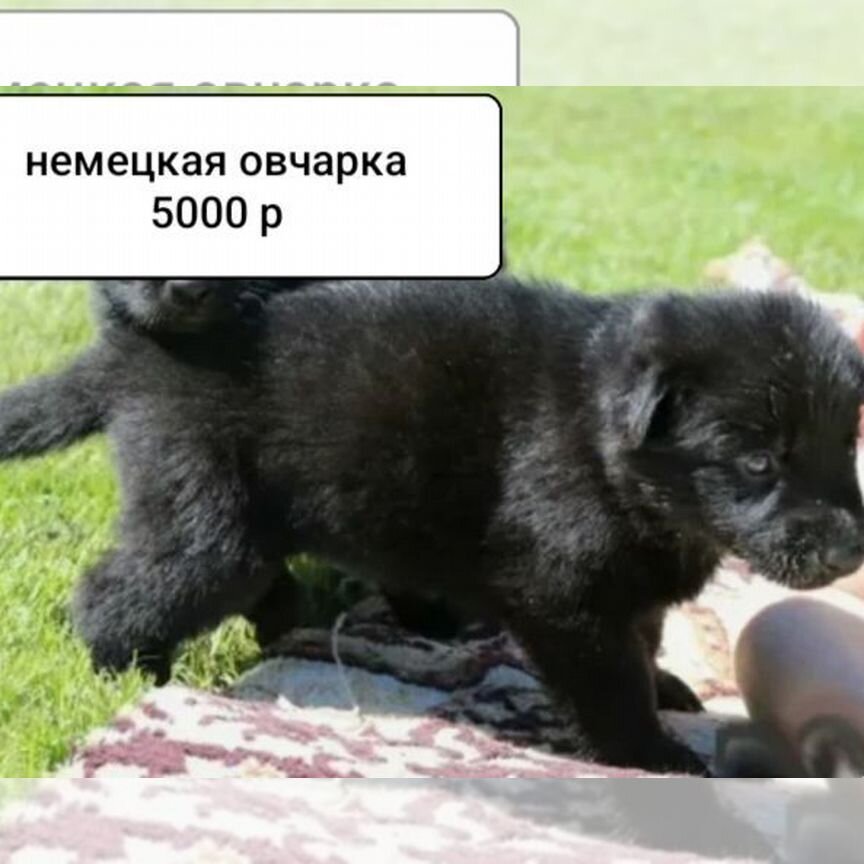 Щенок в добрые руки