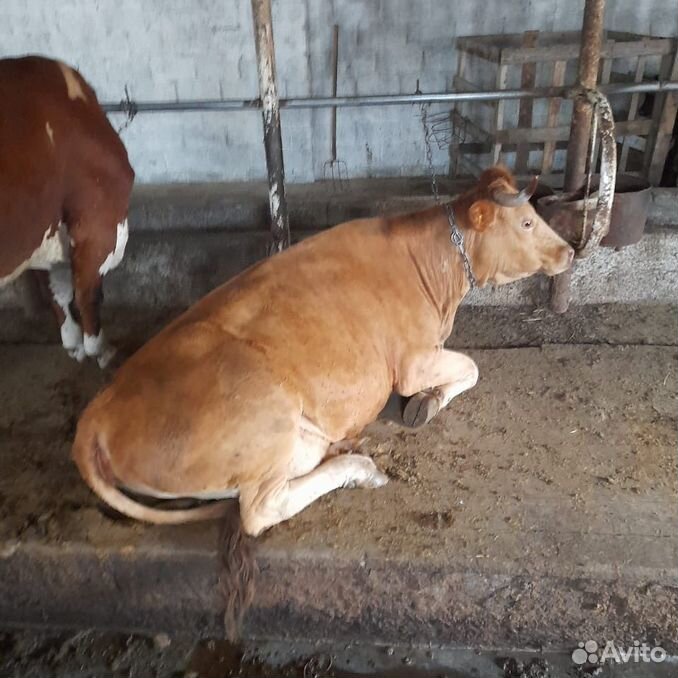 Продам коров, цена договорная