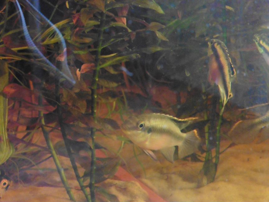 Пельвикахромис пульхер в добрые руки