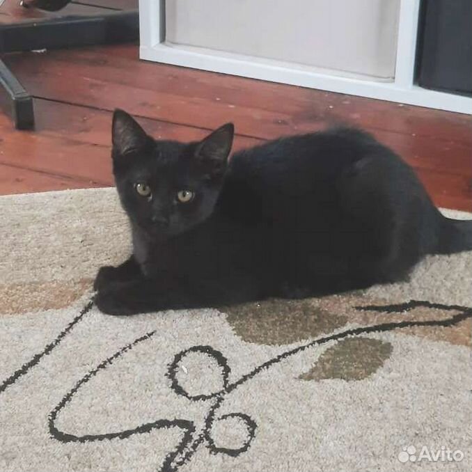 Маленькая Багира в добрые руки