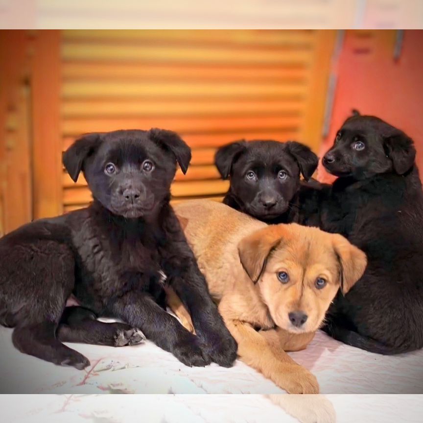 Щенок в добрые руки