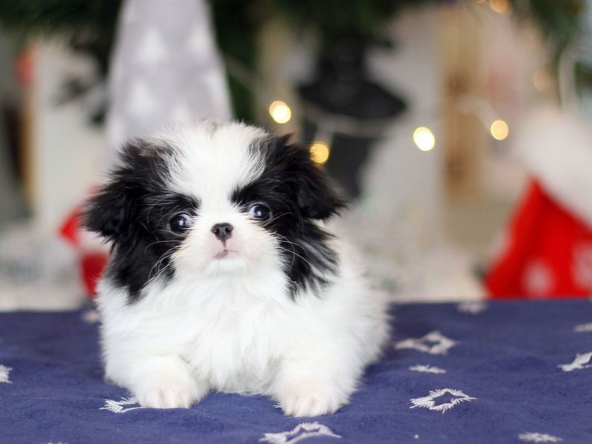 Японский хин щенки бело-черные