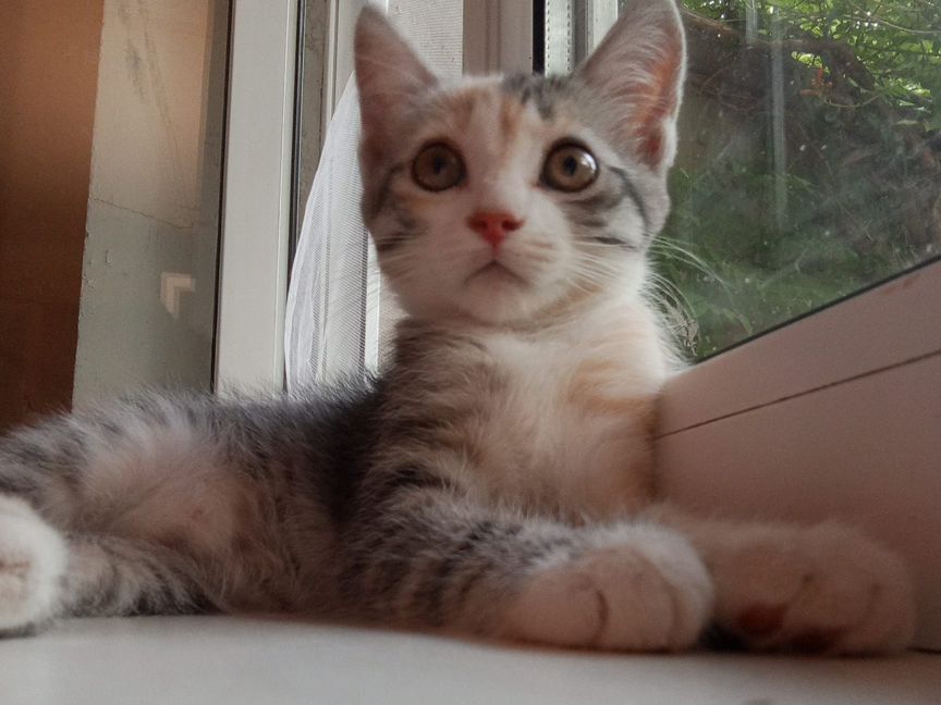 Кошка