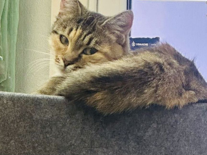 Кошка