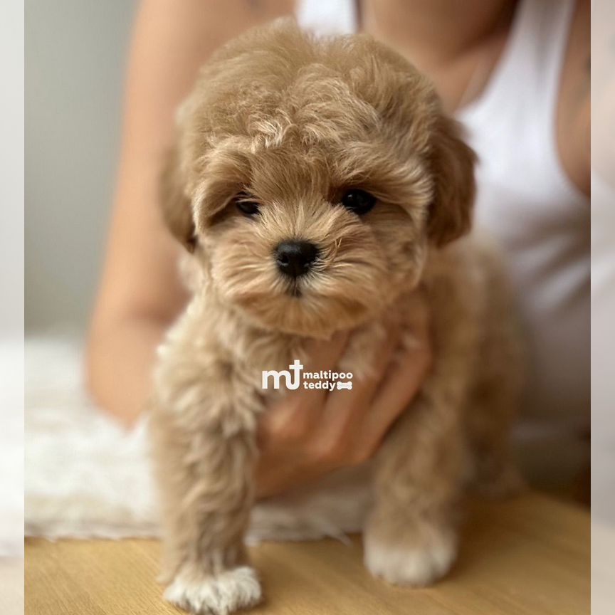 Мальтипу micro корея