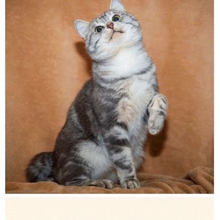 Плюшевый котик ищет любящих хозяев