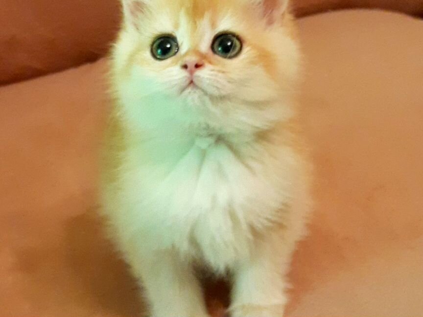 Британская золотая шиншилла ny12