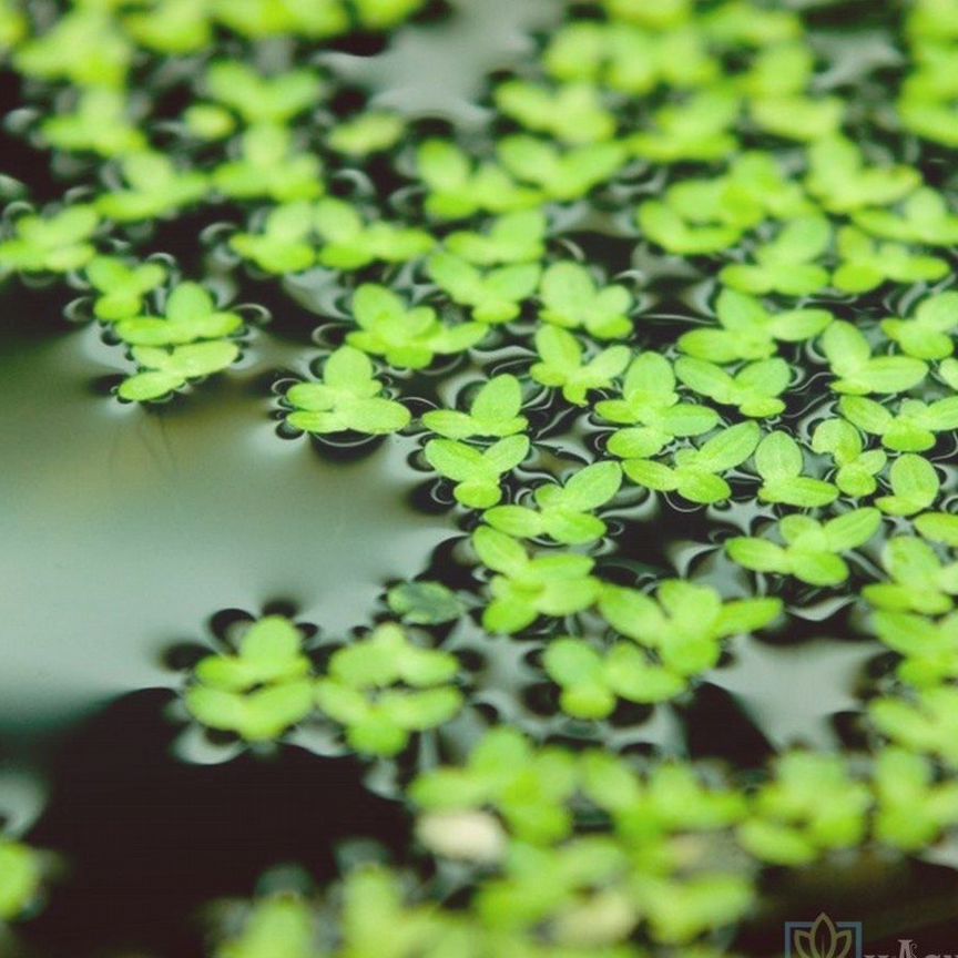 Ряска аквариумная (бесплатно )