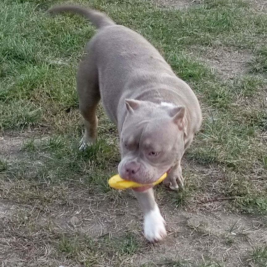 Американский булли, щенок