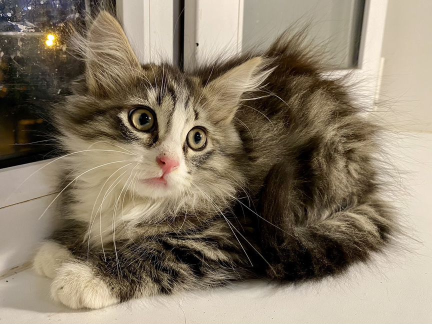 Котёнок Ассоль в самые любящие руки