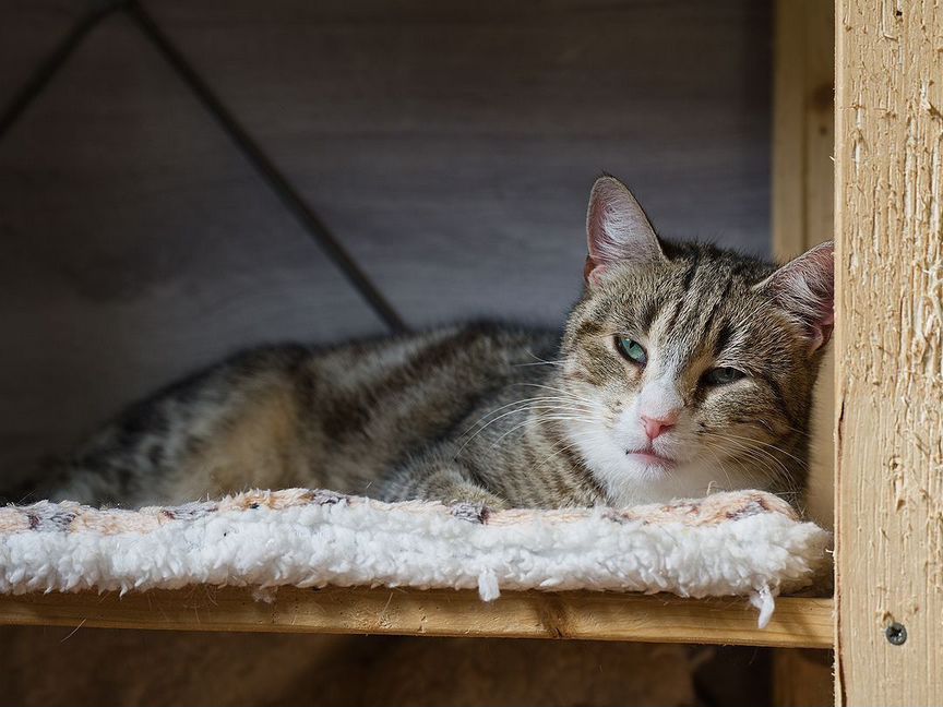 Котики ждут волонтёров