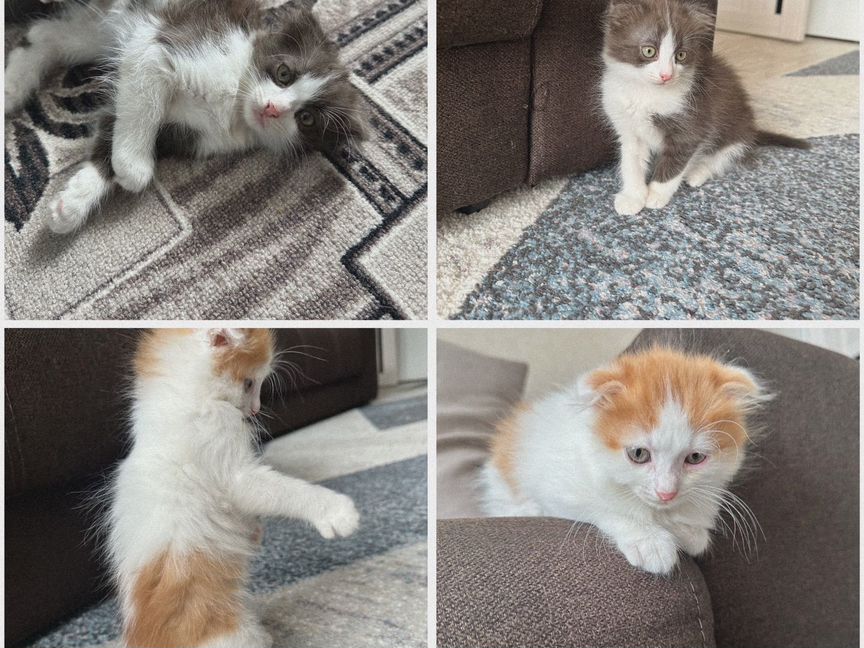 Котята в добрые руки