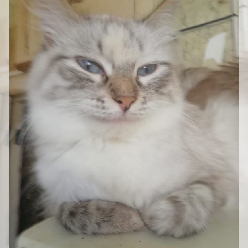 Кошка