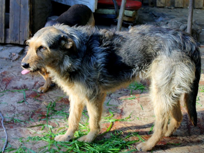 Собака в добрые руки отдам бесплатно