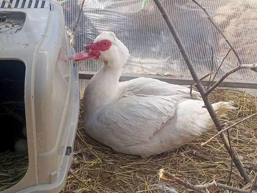 Селезень индоутки