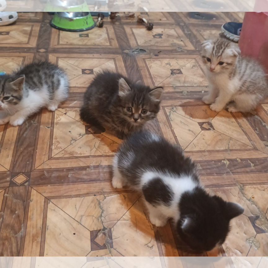 Шотландский вислоухий короткошёрстный котёнок