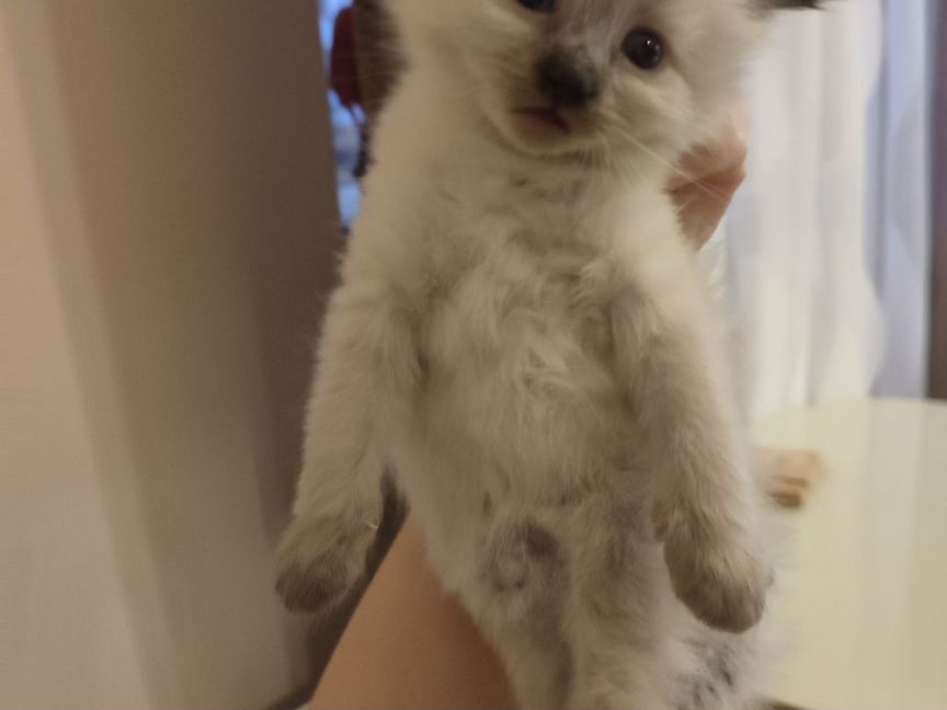Кошка невская маскарадная котята
