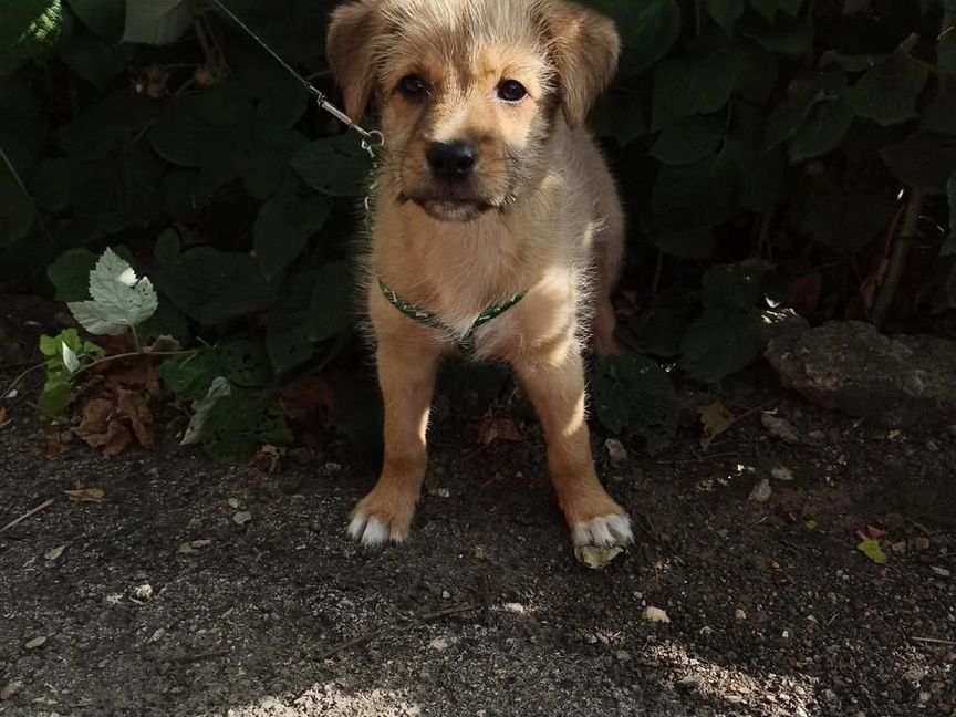 Маленькая собака в добрые руки Помогите