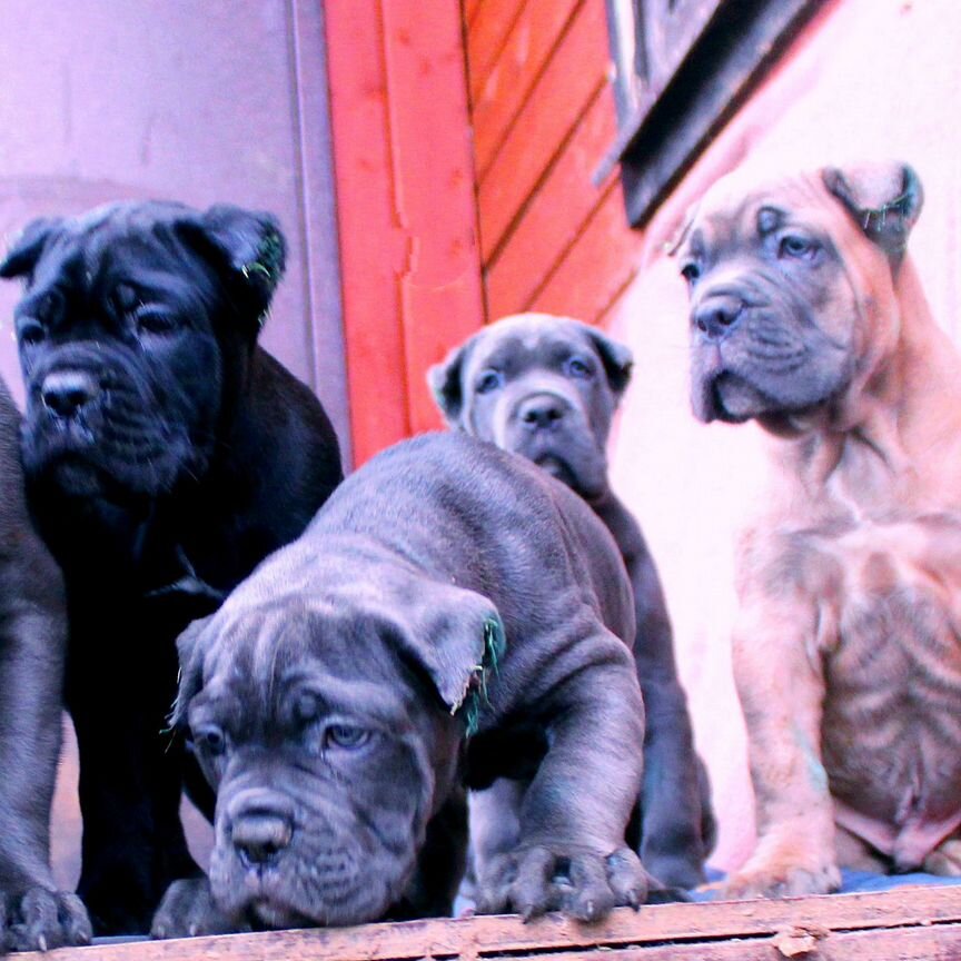 Кане-корсо, щенок