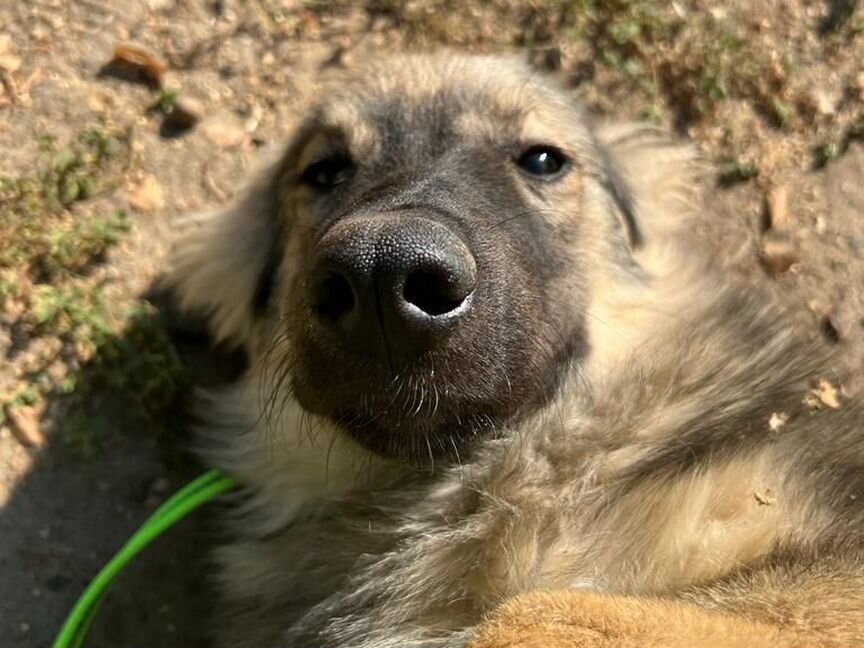 Её величество Герцогиня