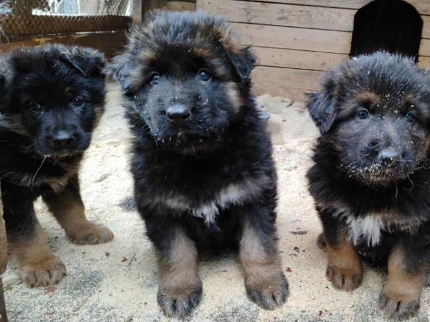 Собака немецкая овчарка