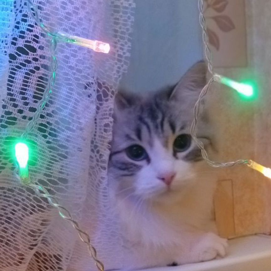 Сибирская кошка, взрослая