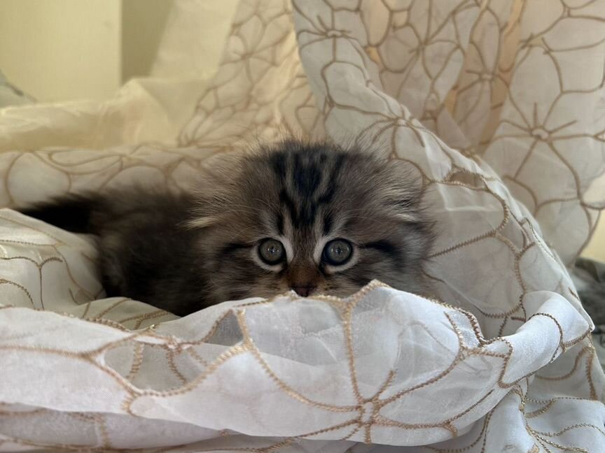 Шотландские котята