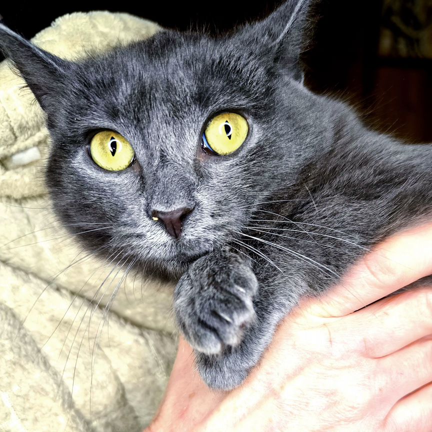 Умка, котёнок-девочка, 6 месяцев