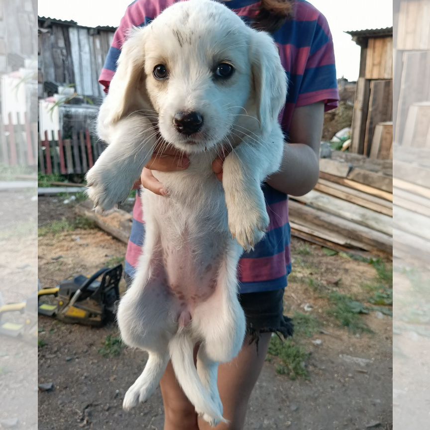 Щенки