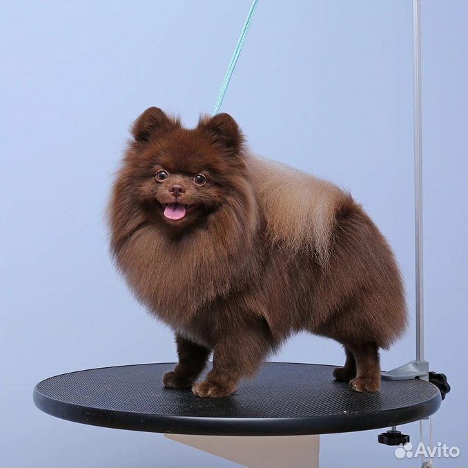 Вязка кобель Немецкий Шпиц Малый