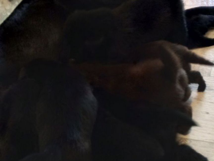 Отдам в добрые руки