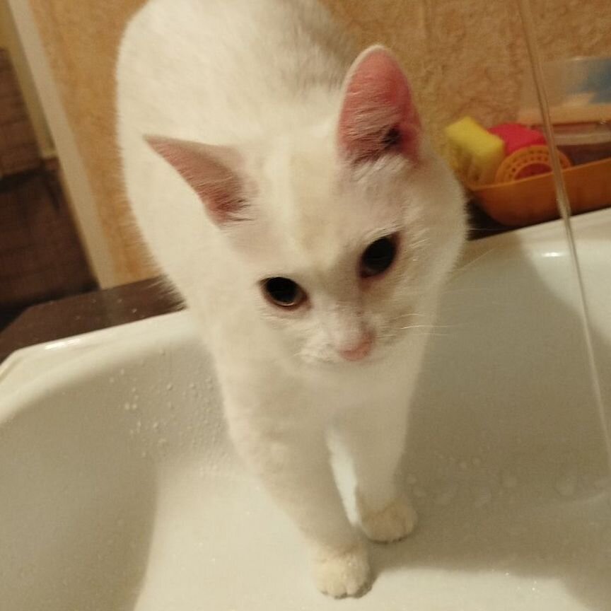 Взрослая, кошка в добрые руки