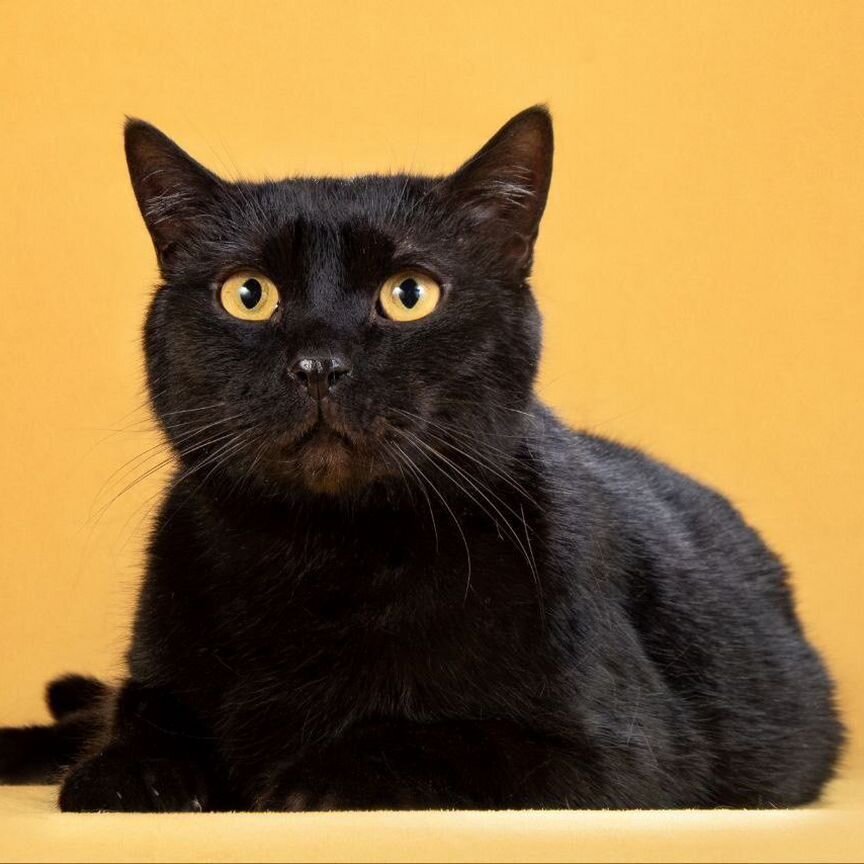 Романтик ищет семью