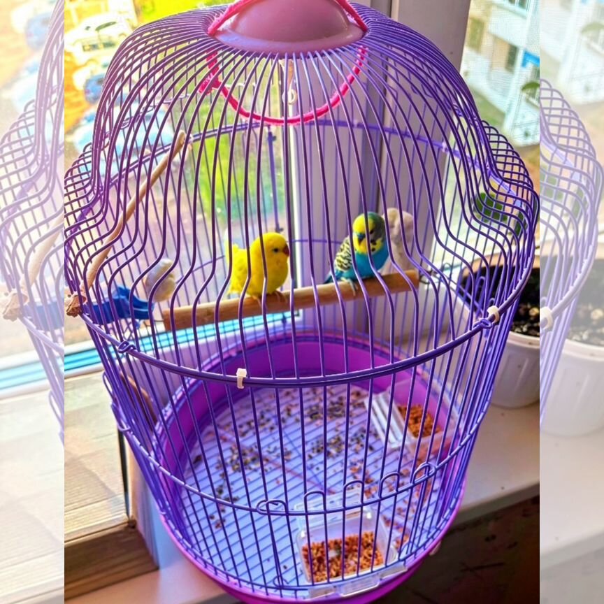 Попугай неразлучники с клеткой