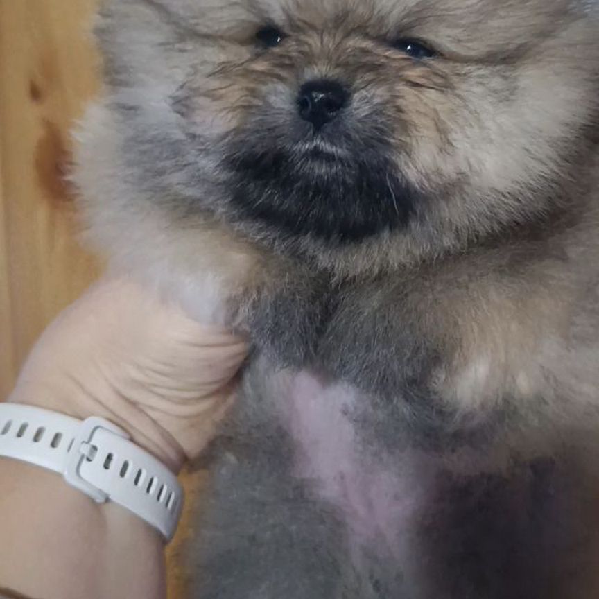 Померанский шпиц, щенок