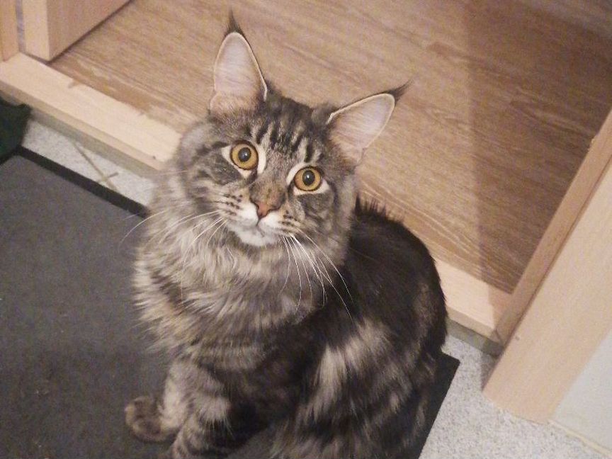 Кот мейн-кун вязка