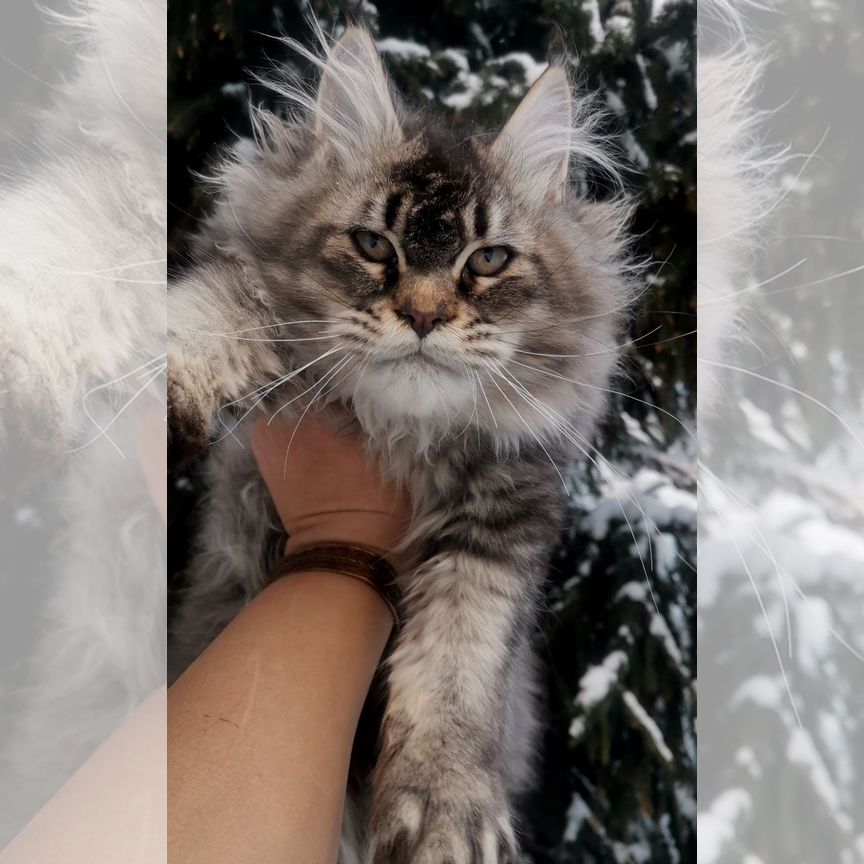 Мейн-кун котёнок