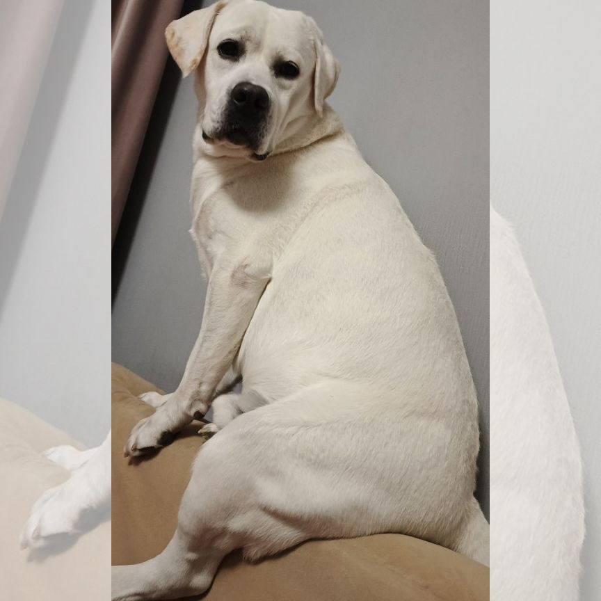 Лабрадор-ретривер, взрослая собака