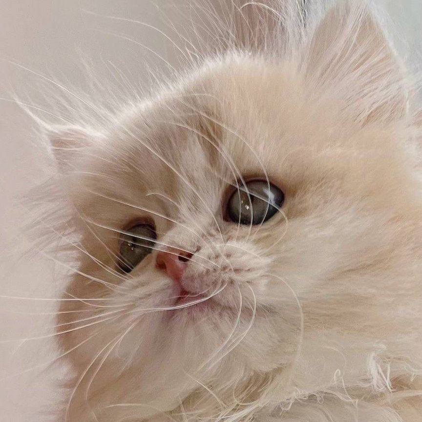 Британский длинношёрстный котёнок