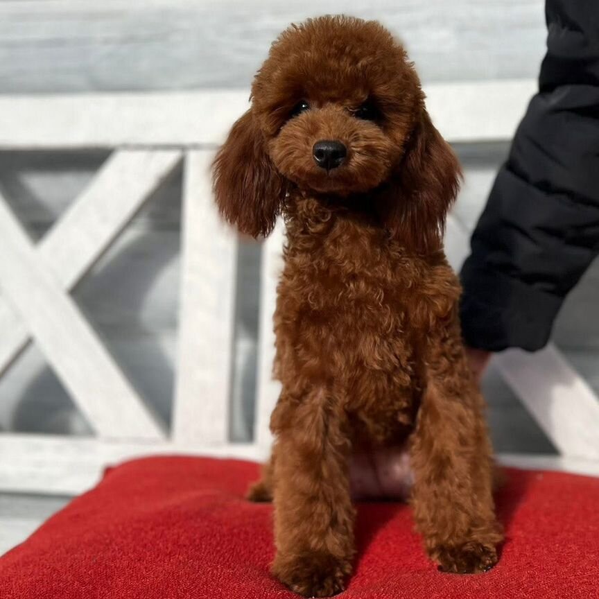 Пудель той ред девочка РКФ