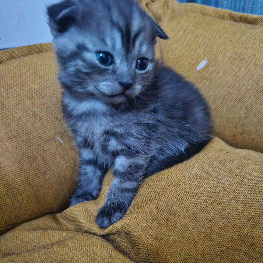 Шотландский вислоухий короткошёрстный котёнок