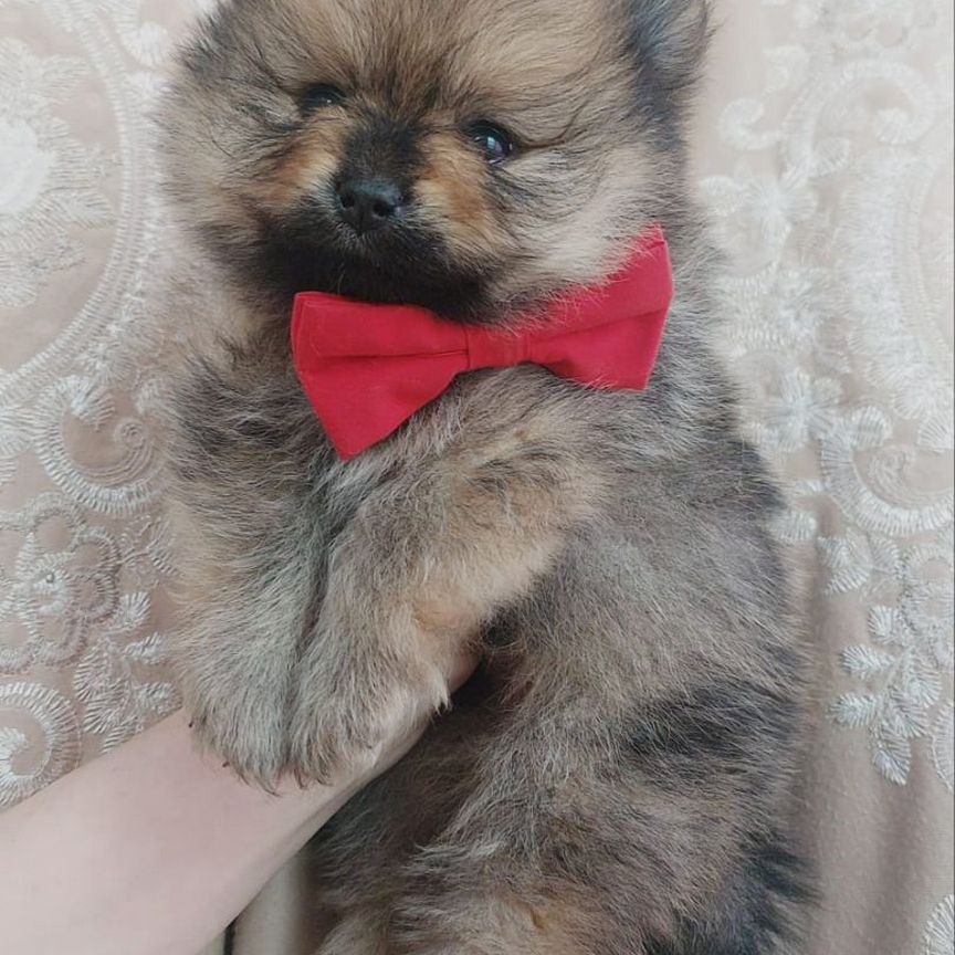 Померанский шпиц