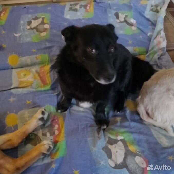 Собакин