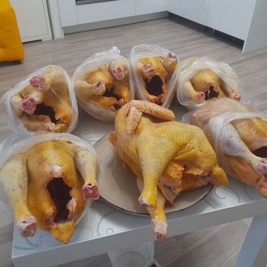 Курица домашняя